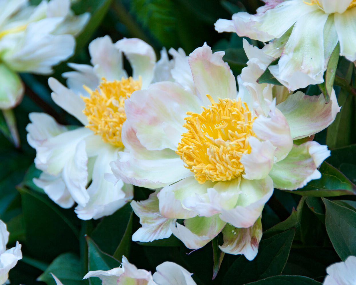 Paeonia lactiflora 'Green Lotus' bare roots — Buy green-hued peonies ...
