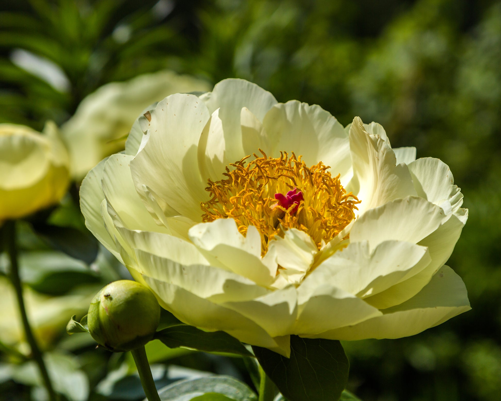 Paeonia 'Lemon Chiffon' bare roots — Buy itoh peonies online at Farmer ...