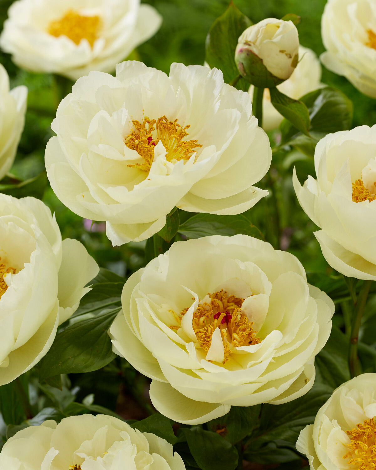 Paeonia 'Lemon Chiffon' bare roots — Buy itoh peonies online at Farmer ...