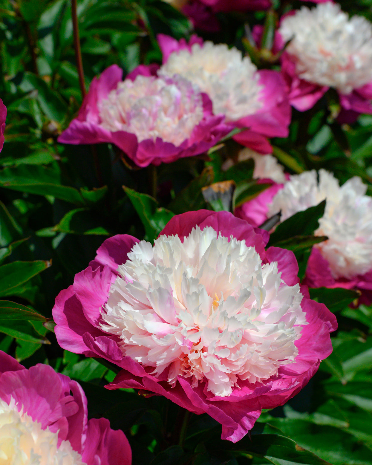 Paeonia lactiflora 'White Cap' bare roots | Buy two-toned peonies ...