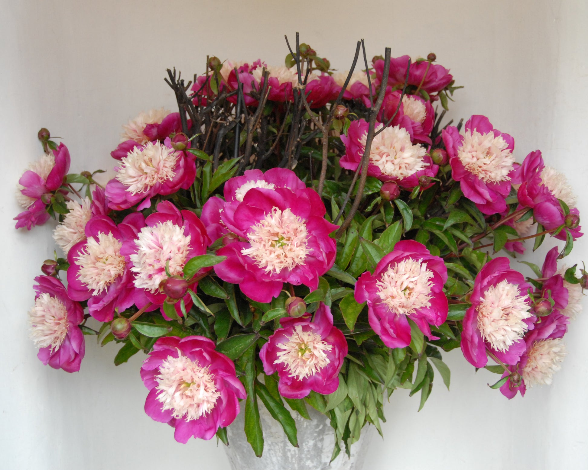 Paeonia lactiflora 'White Cap' bare roots — Buy two-toned peonies ...