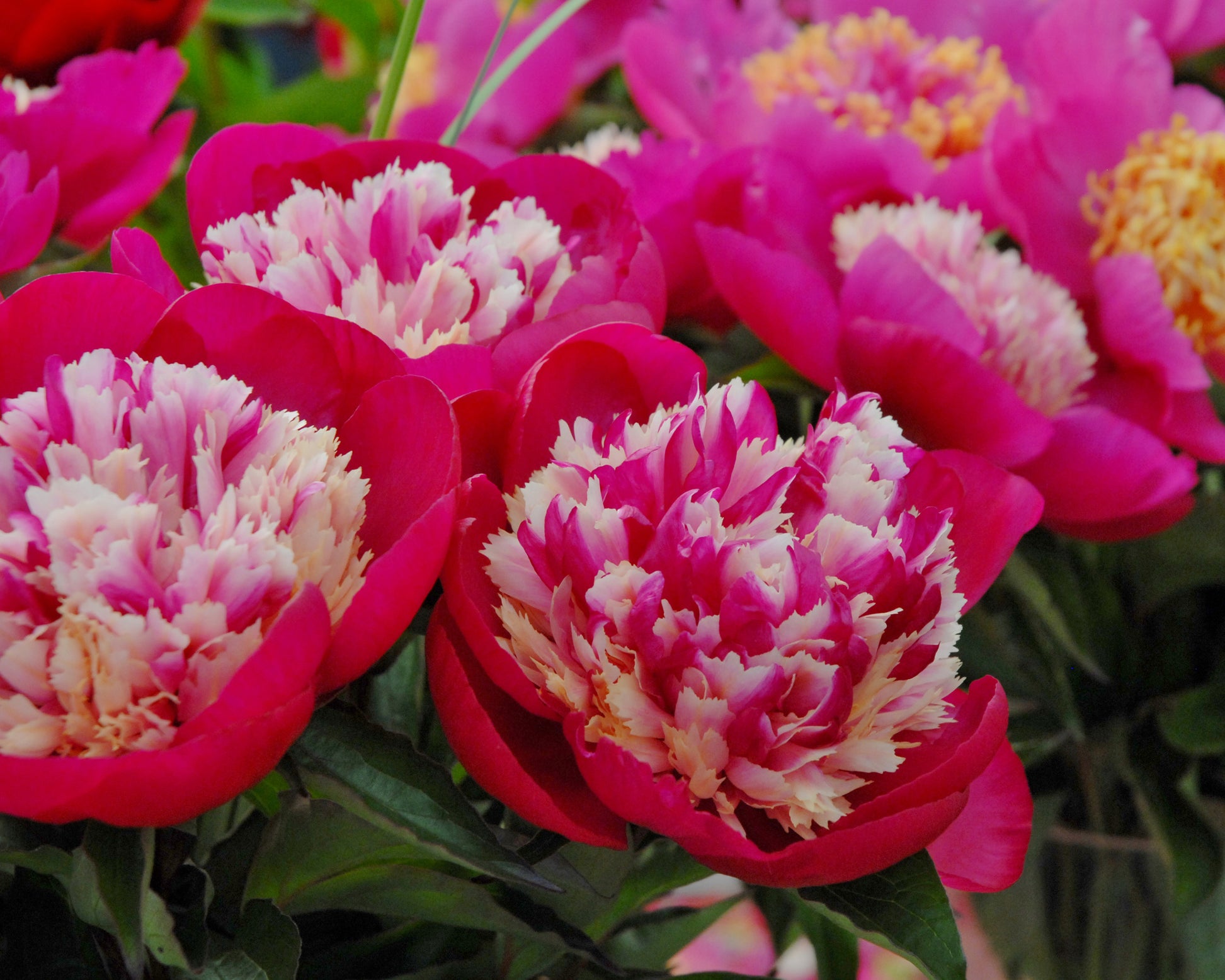 Paeonia lactiflora 'White Cap' bare roots — Buy two-toned peonies ...