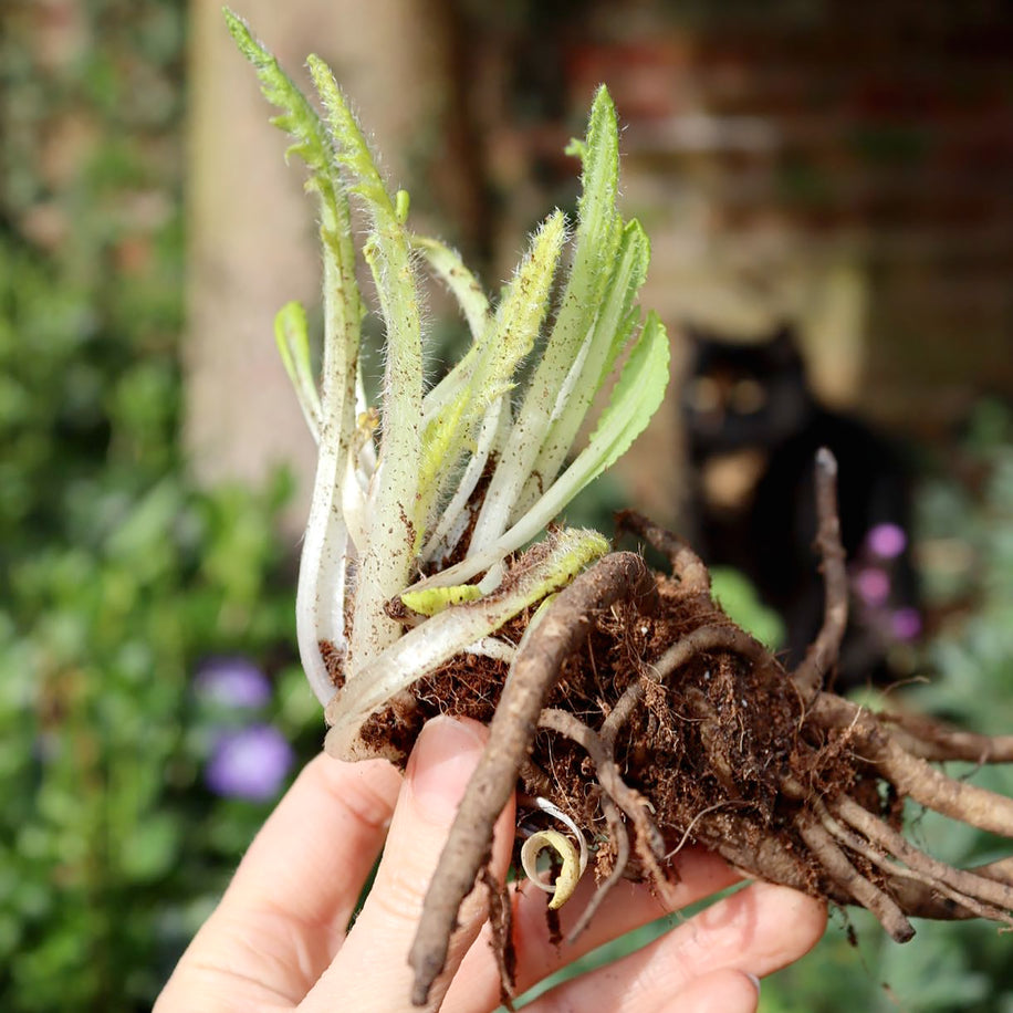 Iris sibirica 'Purplelicious' bare roots — Buy deep purple Siberian ...