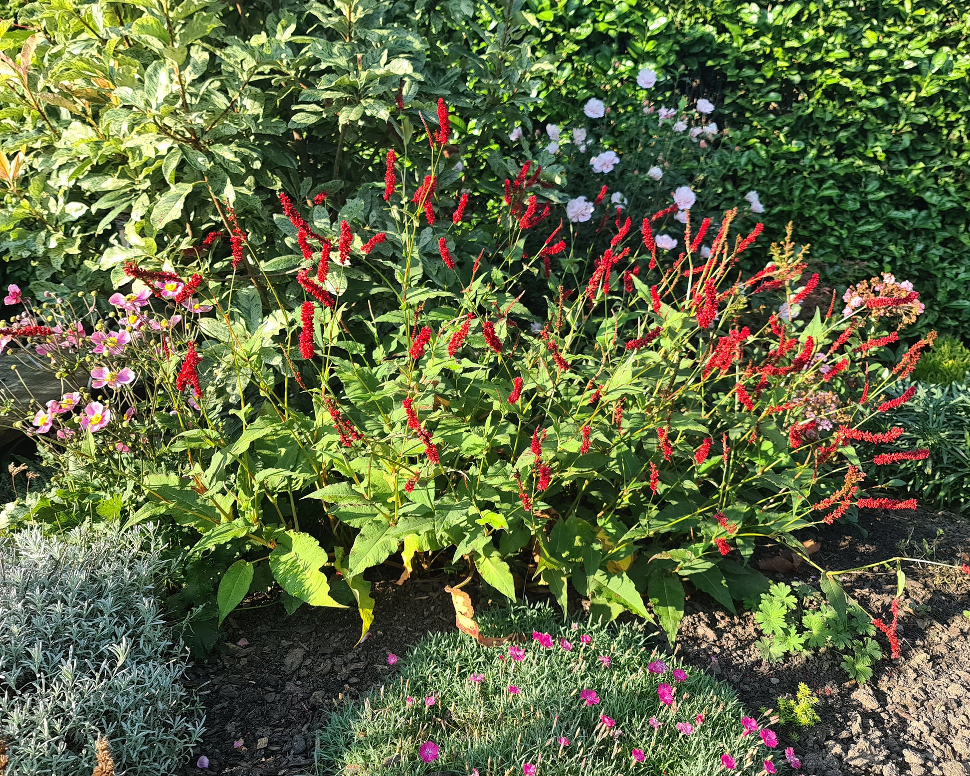Persicaria amplexicaulis 'Bloody Mary' bare roots | Buy red bistort ...