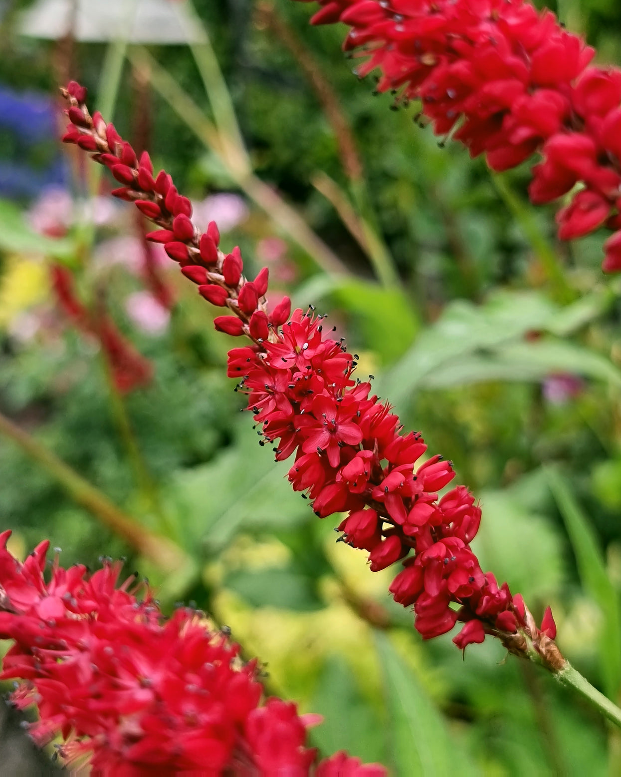 Persicaria amplexicaulis 'Bloody Mary' bare roots — Buy red bistort ...