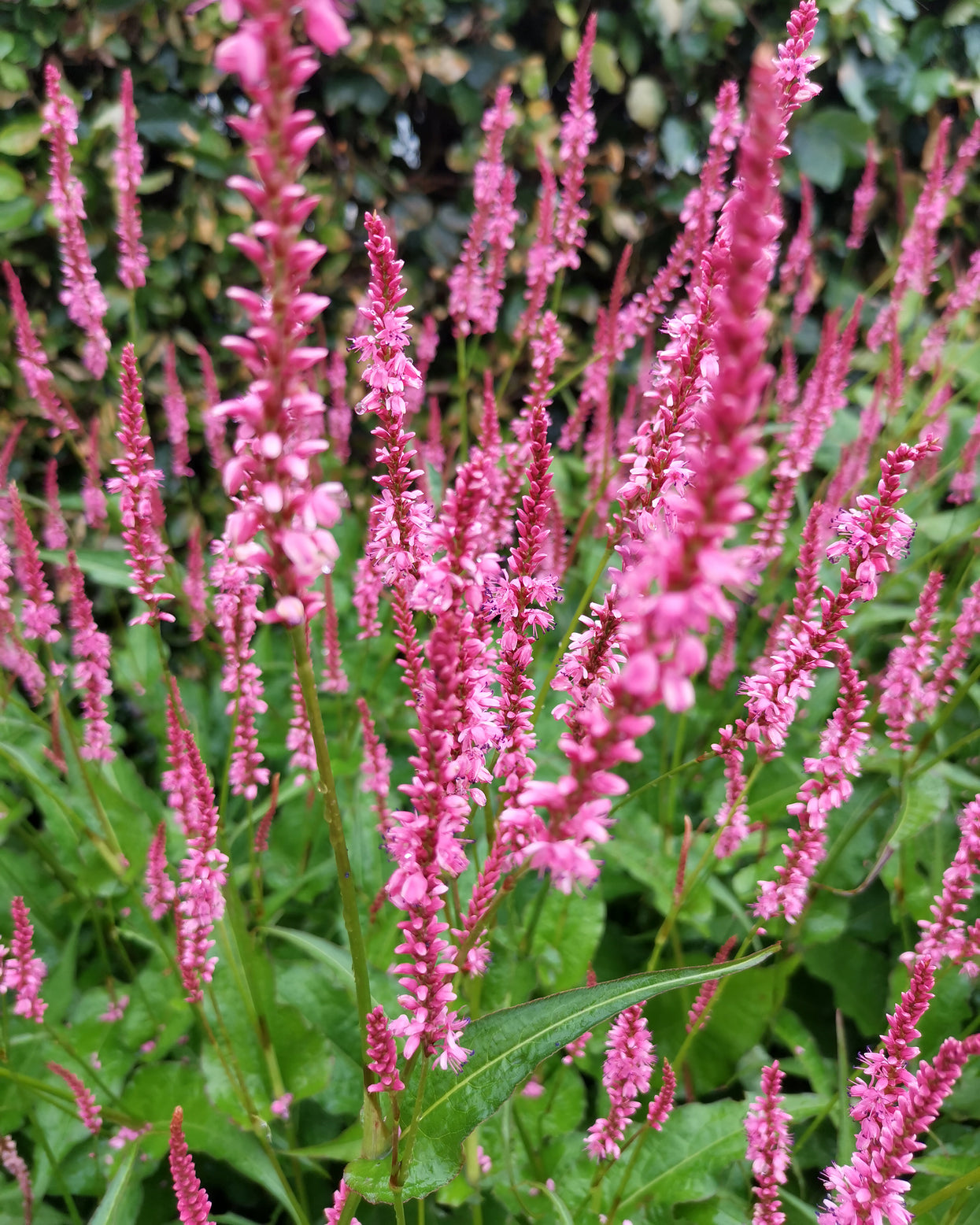 Persicaria 'Flamingo Feathers' bare roots — Buy pink bistort online at ...