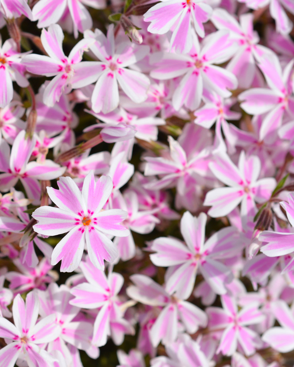 Phlox subulata 'Candy Stripe' (creeping phlox) — Buy online at Farmer ...