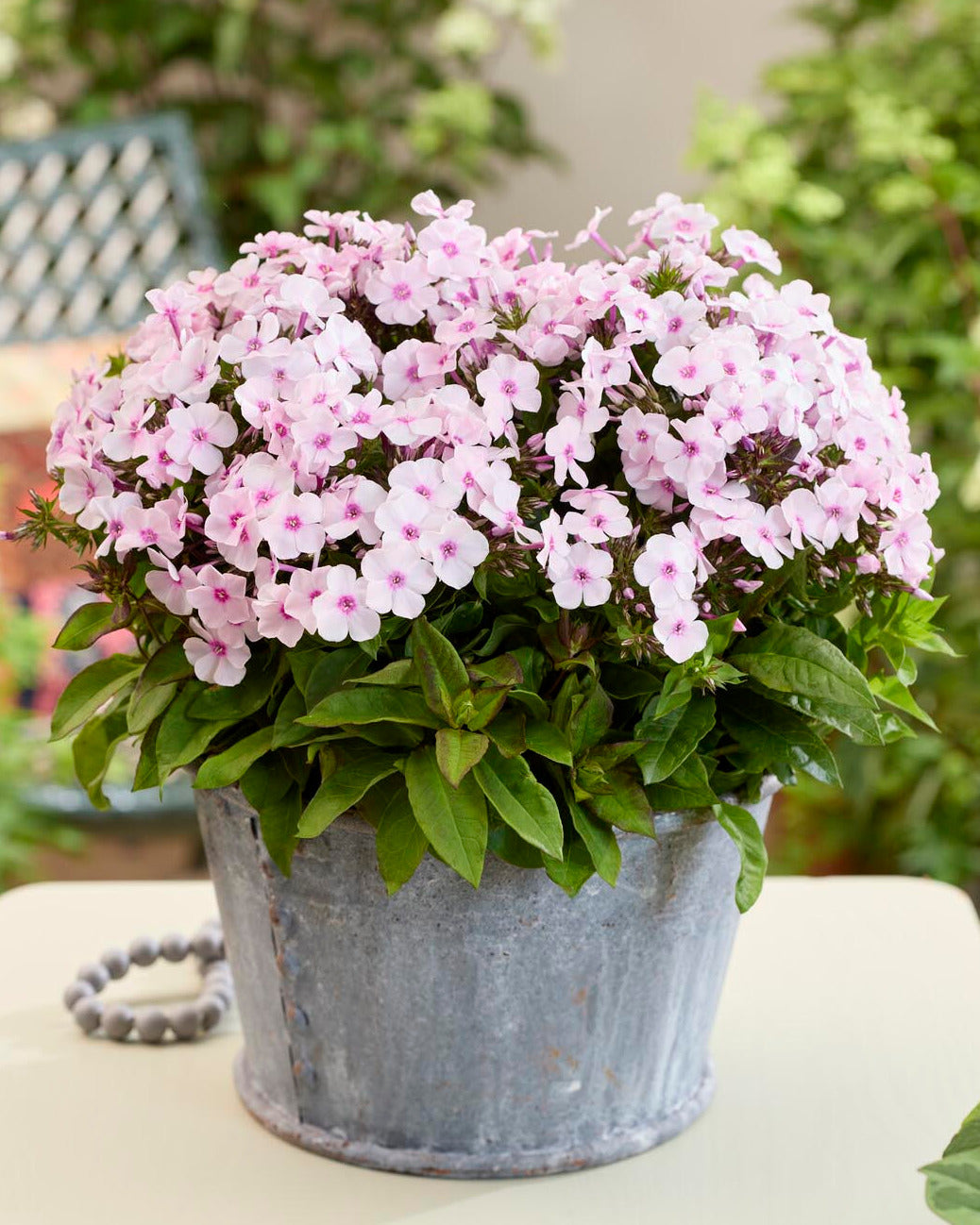 Phlox paniculata 'Flatscreen Blush' bare roots — Buy pale pink dwarf ...