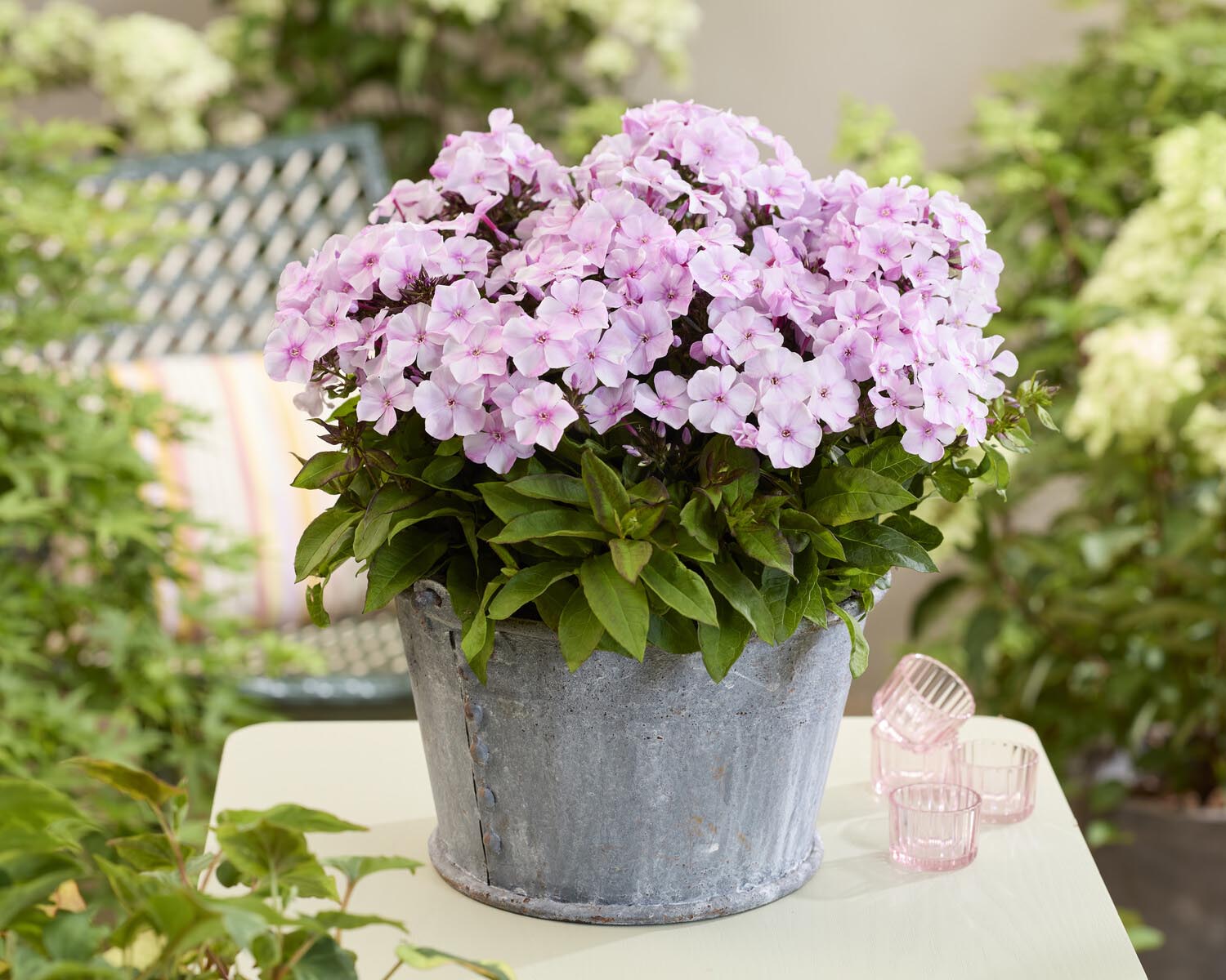 Phlox paniculata 'Flatscreen Blush' bare roots — Buy pale pink dwarf ...