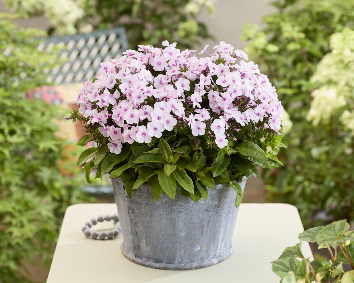 Phlox paniculata 'Flatscreen Blush' bare roots — Buy pale pink dwarf ...