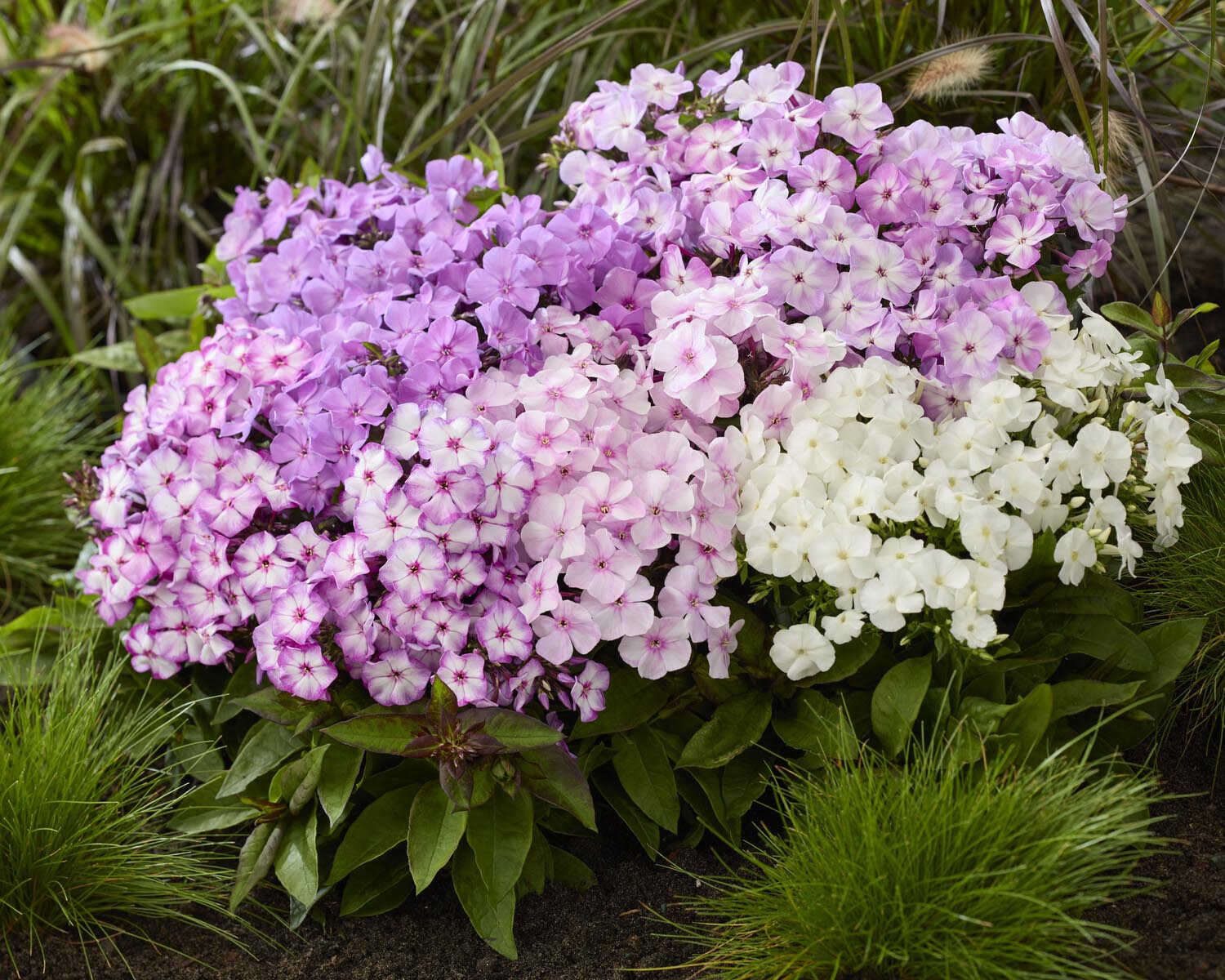 Phlox paniculata 'Flatscreen Blush' bare roots — Buy pale pink dwarf ...