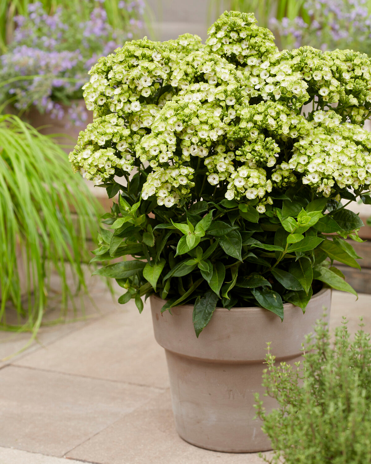 Phlox paniculata 'Orchid Green' bare roots — Buy online at Farmer Gracy UK