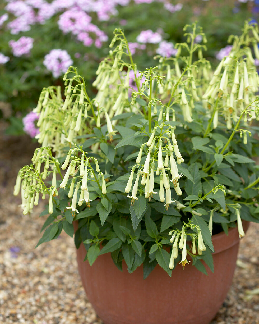 Phygelius 'Candy Drops Cream' (Cape figwort) — Buy online at Farmer ...