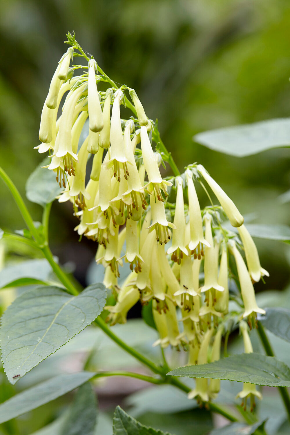 Phygelius 'Candy Drops Cream' (Cape figwort) — Buy online at Farmer ...
