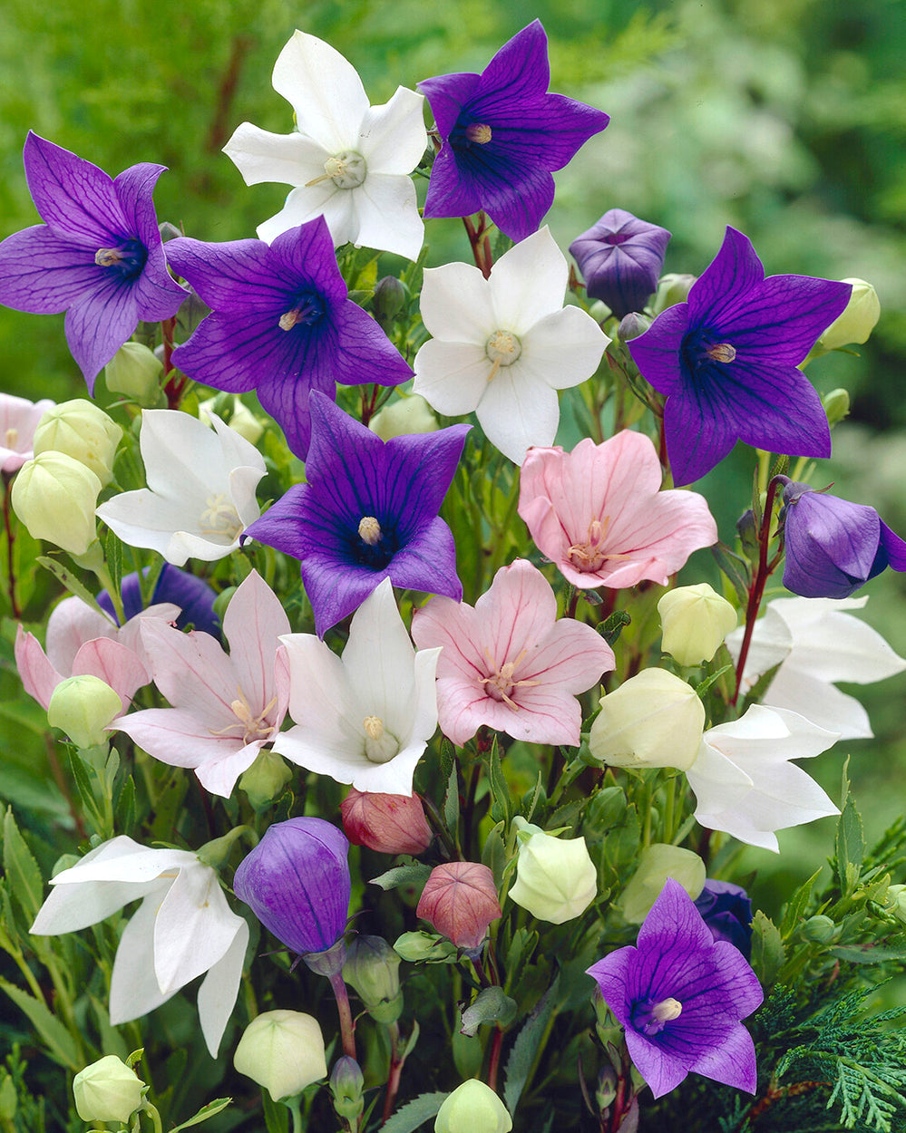 Platycodon 'Fuji Mix' bare roots — Buy mixed balloon flowers online at ...