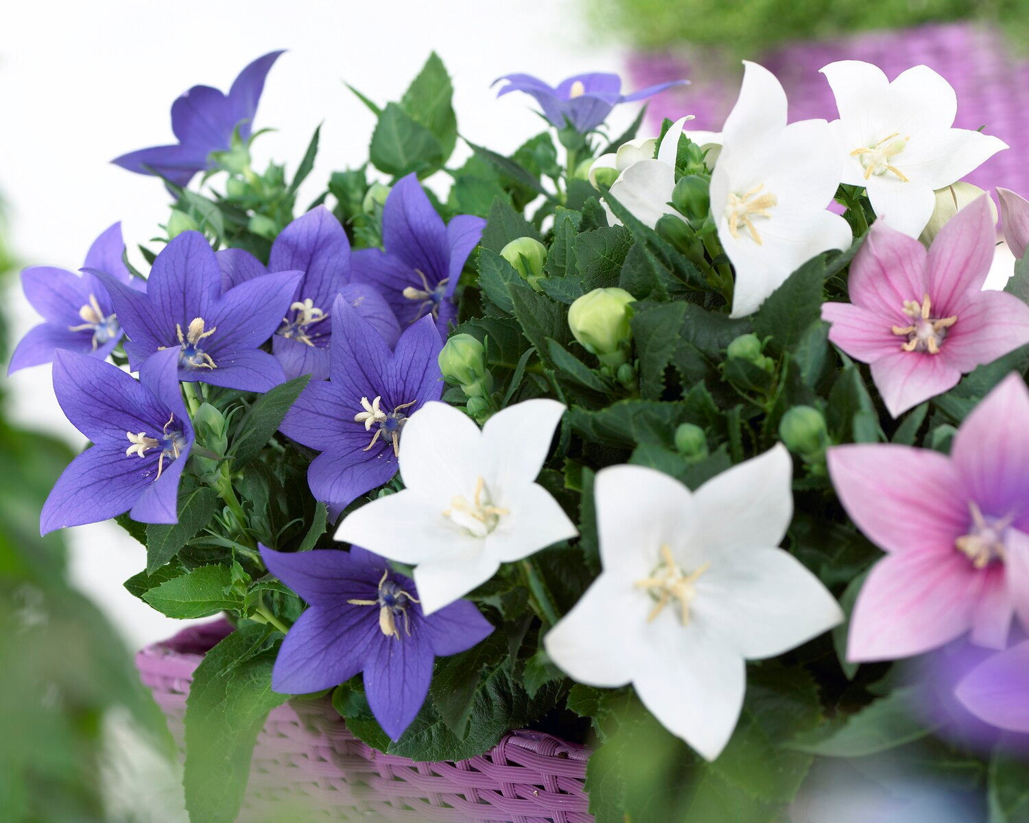 Platycodon 'Fuji Mix' bare roots — Buy mixed balloon flowers online at ...