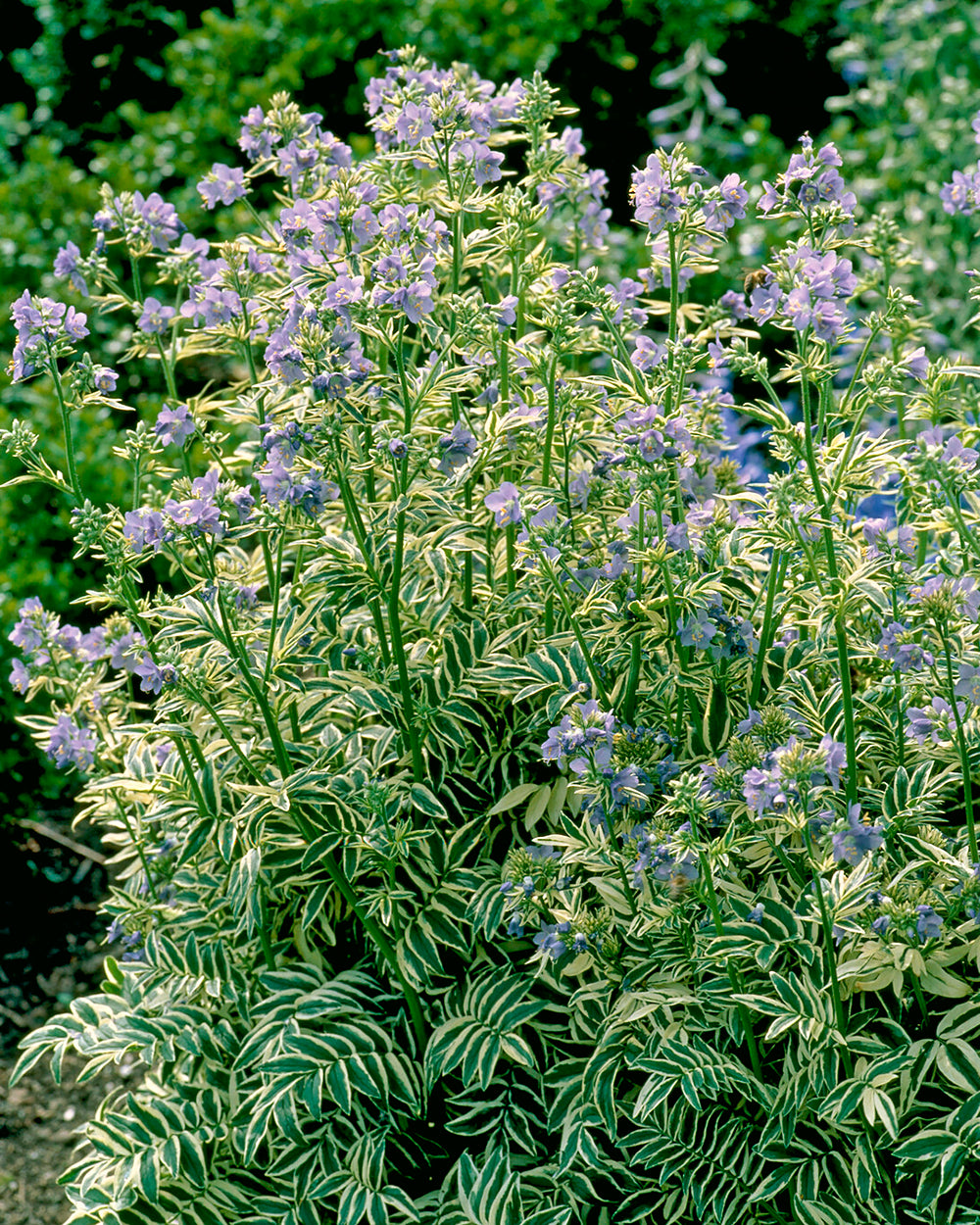 Polemonium caeruleum 'Brise d'Anjou' (syn. 'Blanjou') bare roots — Buy ...