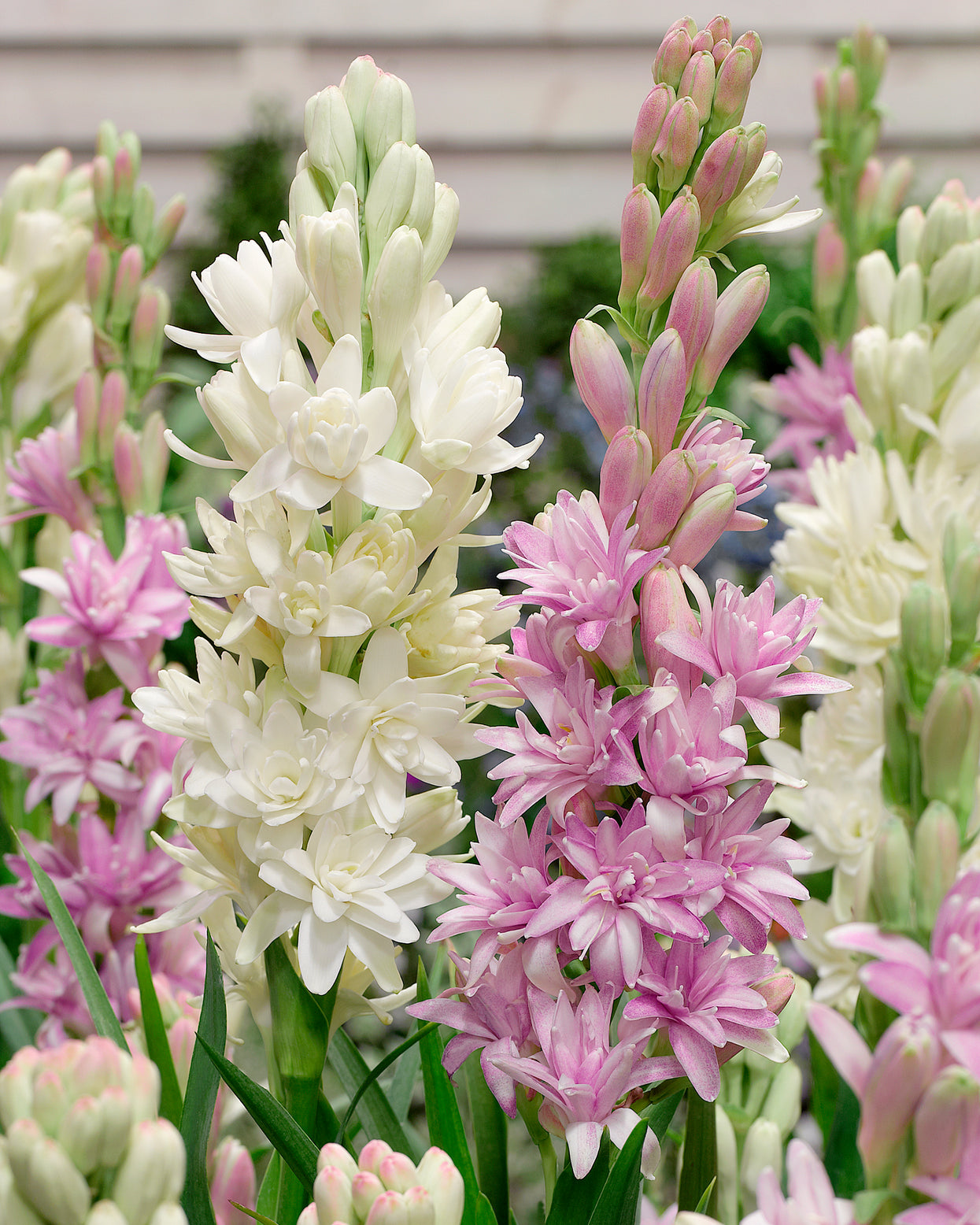 Polianthes tuberosa 'Pink Sapphire' bulbs | Buy pink double tuberoses ...