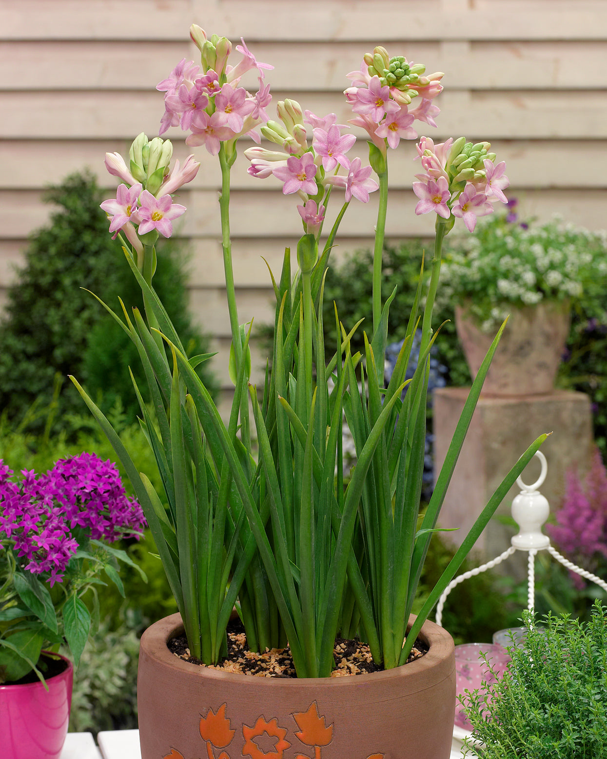 Polianthes tuberosa 'Sensation' Bulbs | Buy pink Tuberoses online at ...
