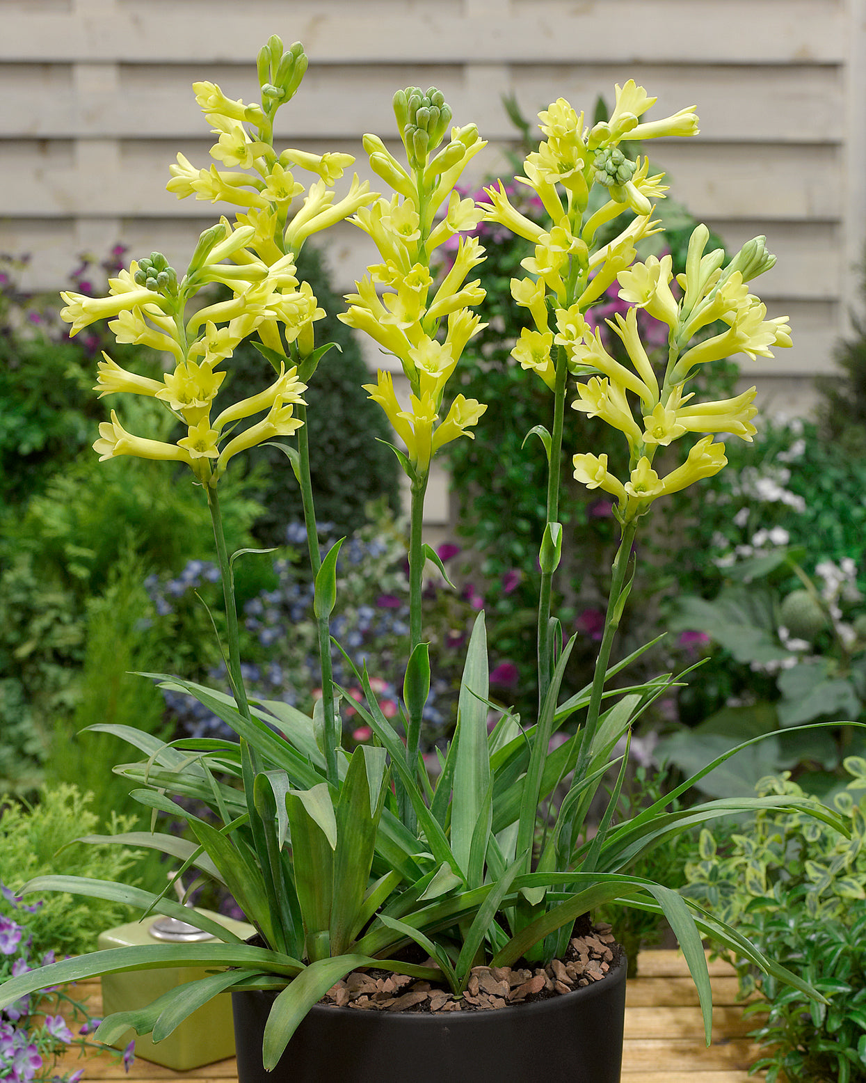 Polianthes tuberosa 'Super Gold' bulbs — Buy yellow tuberoses online at ...