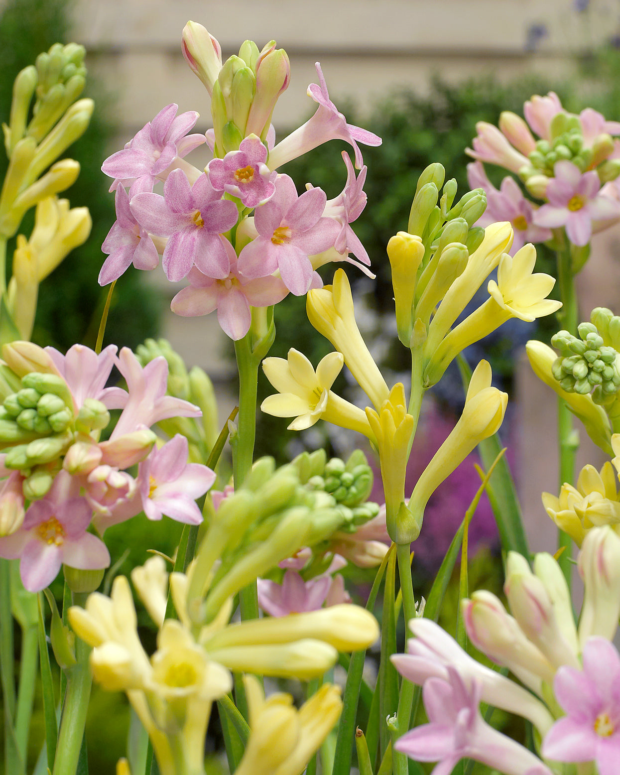 Polianthes tuberosa 'Super Gold' bulbs — Buy yellow tuberoses online at ...