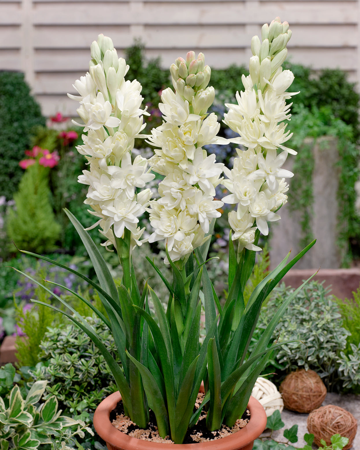 Polianthes tuberosa 'The Pearl' bulbs — Buy white double tuberoses ...