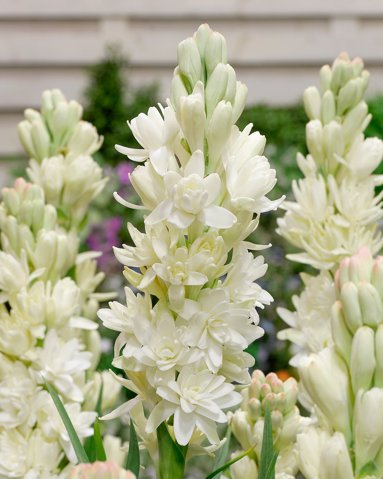 Polianthes tuberosa 'The Pearl' bulbs | Buy white double tuberoses ...