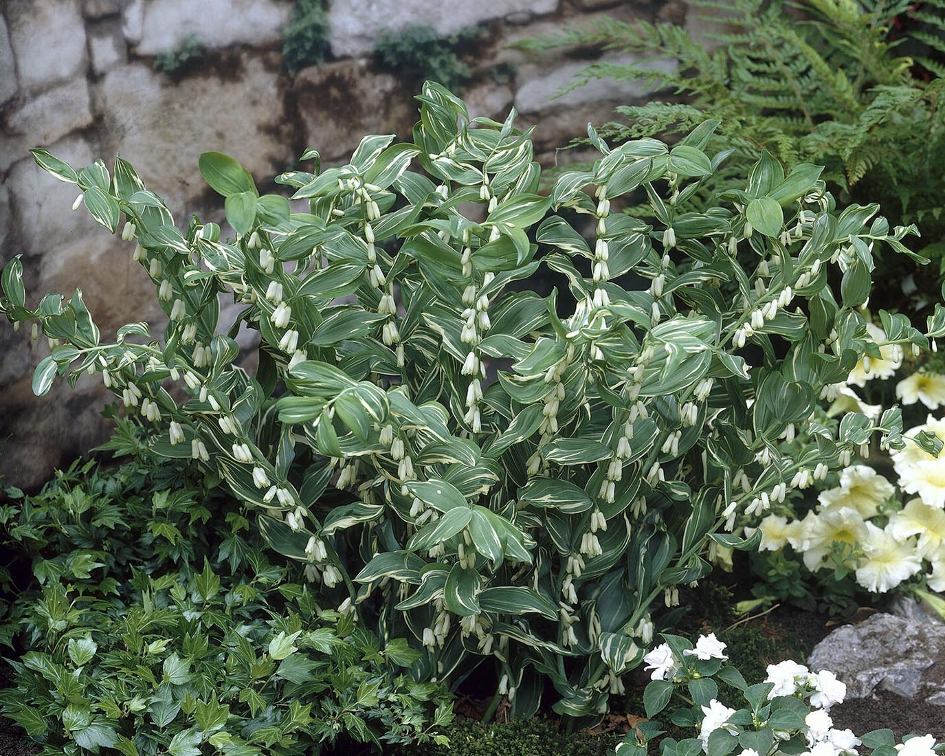 Polygonatum multiflorum (common Solomon's seal) bare roots — Buy online ...