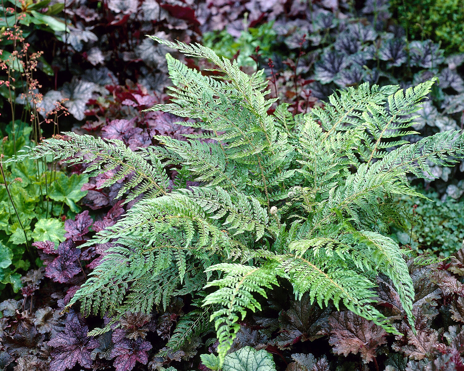 Polystichum setiferum 'Plumosum' bare roots — Buy dwarf soft shield ...