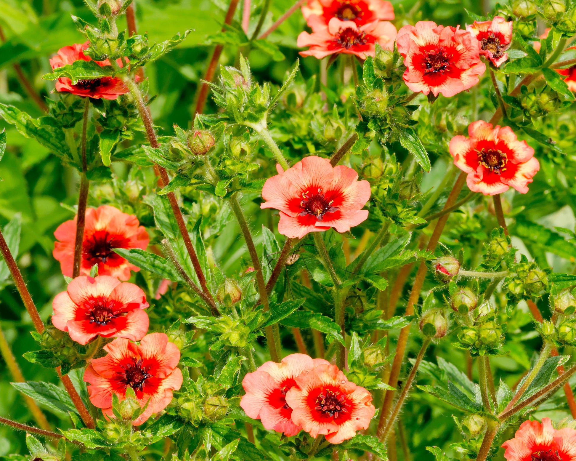 Potentilla nepalensis 'Miss Willmott' bare roots | Buy pink cinquefoil ...