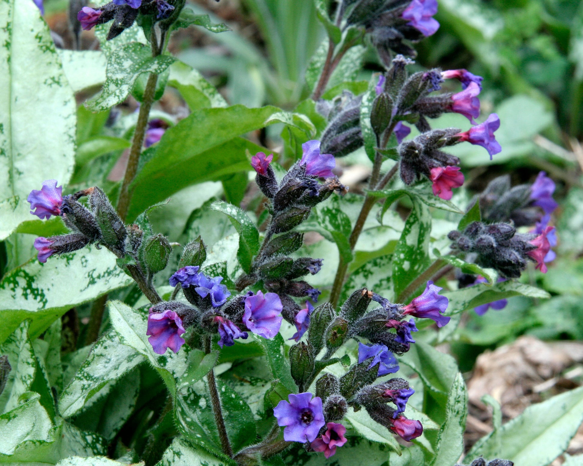 Pulmonaria 'Diana Clare' bare roots | Buy lungwort plants online at ...