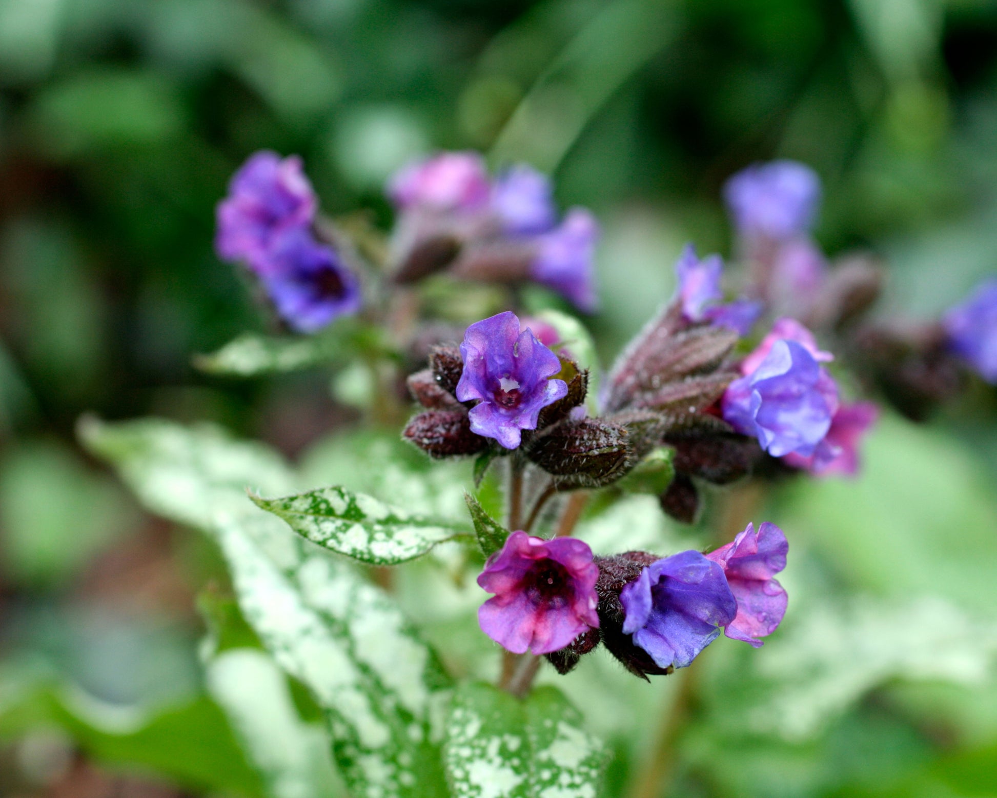 Pulmonaria 'Diana Clare' bare roots — Buy lungwort plants online at ...