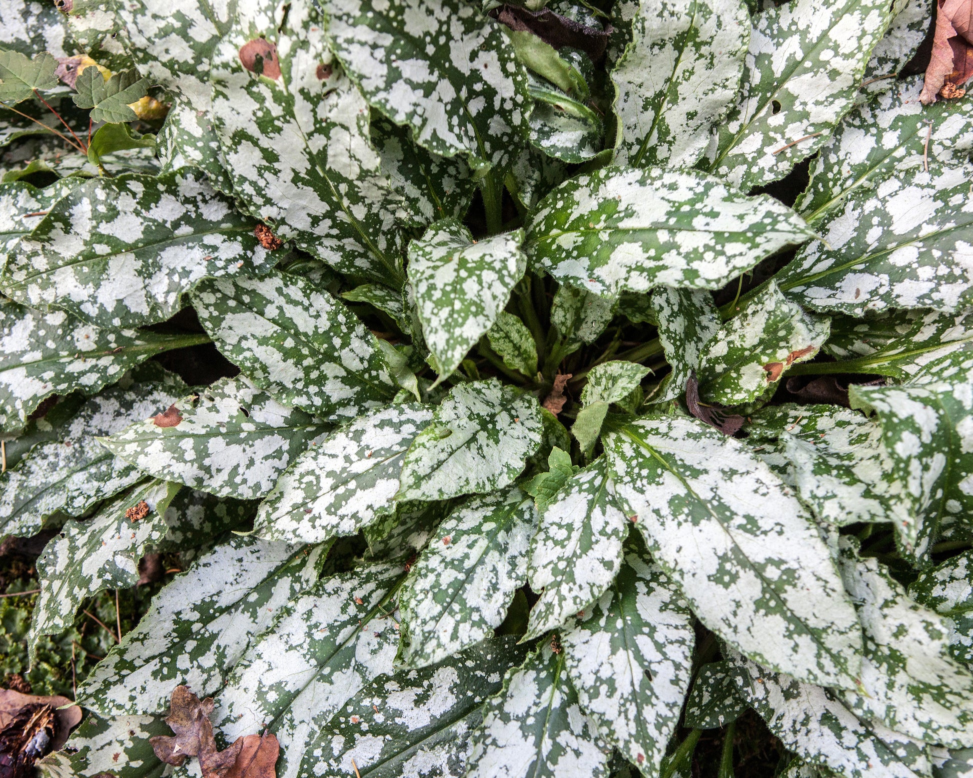 Pulmonaria 'Diana Clare' bare roots — Buy lungwort plants online at ...