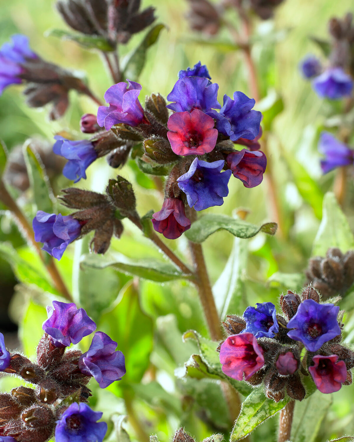 Pulmonaria 'Diana Clare' bare roots | Buy lungwort plants online at ...