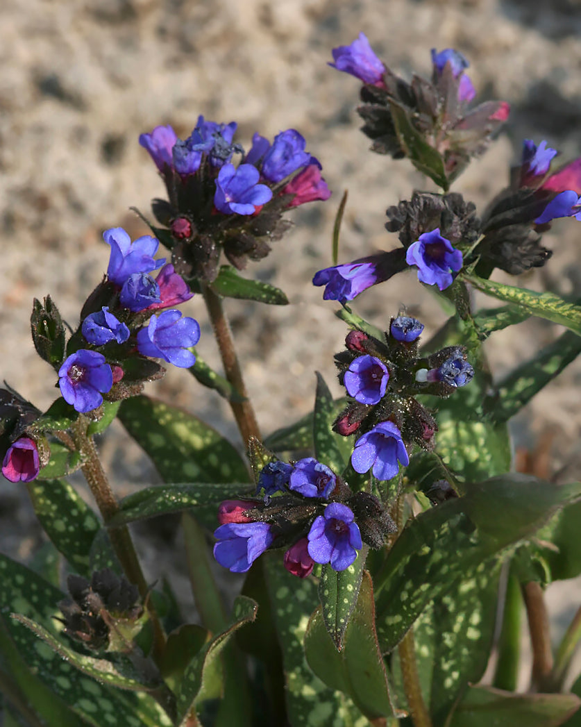 Pulmonaria 'Little Star' bare roots — Buy lungwort plants online at ...