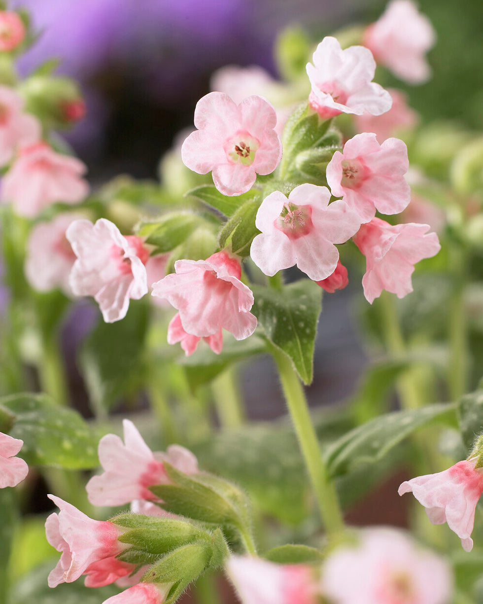 Pulmonaria 'Pierre's Pure Pink' bare roots — Buy soft-pink lungwort ...