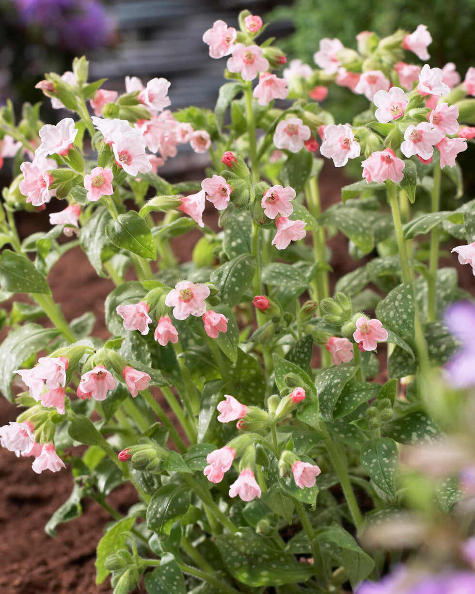 Pulmonaria 'Pierre's Pure Pink' bare roots — Buy soft-pink lungwort ...