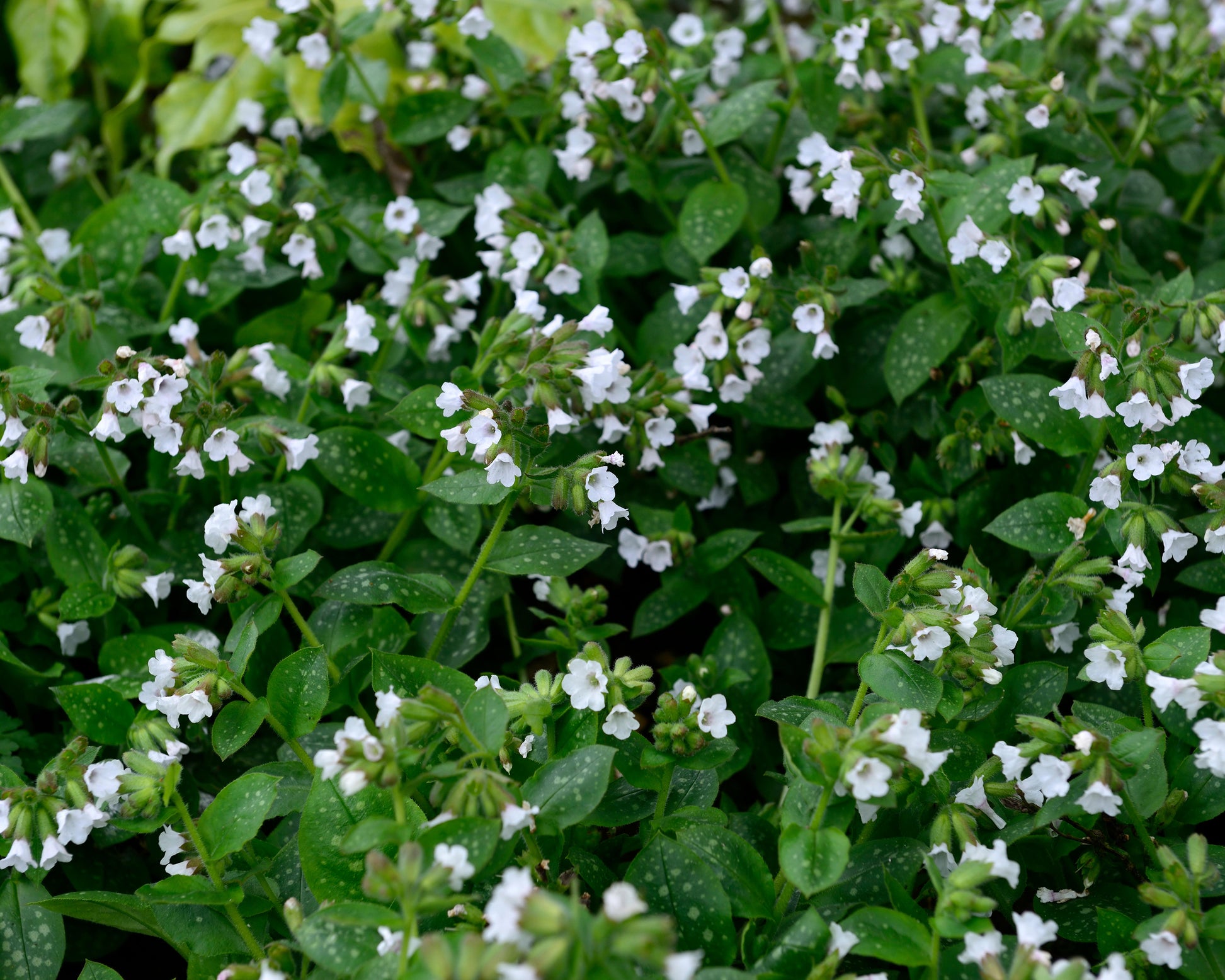 Pulmonaria 'Sissinghurst White' bare roots | Buy white lungwort online ...