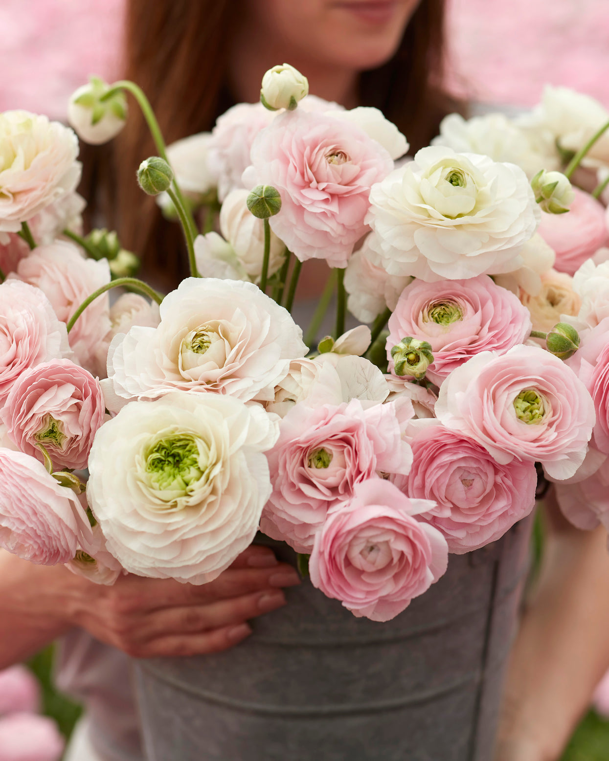 French Ranunculus 'Amandine Chamallow' bulbs — Buy online at Farmer ...