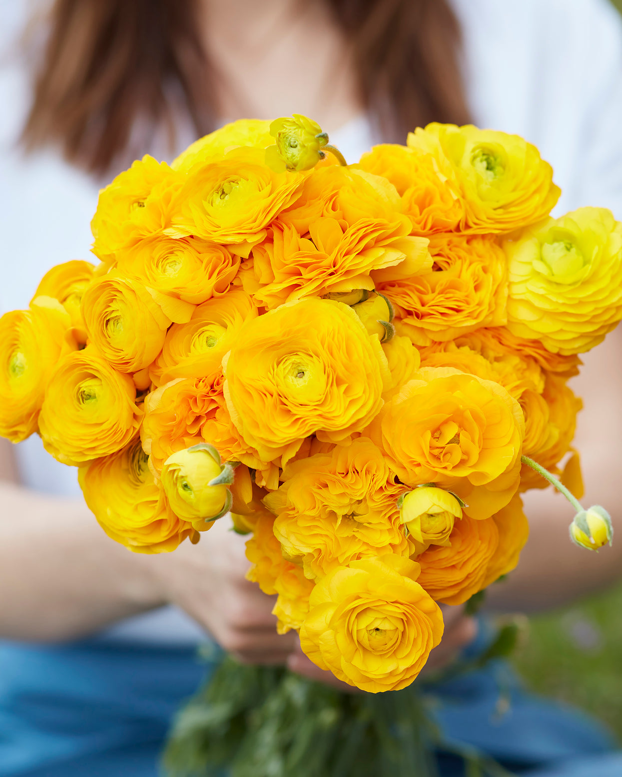 French Ranunculus 'Amandine Gold' bulbs — Buy online at Farmer Gracy UK