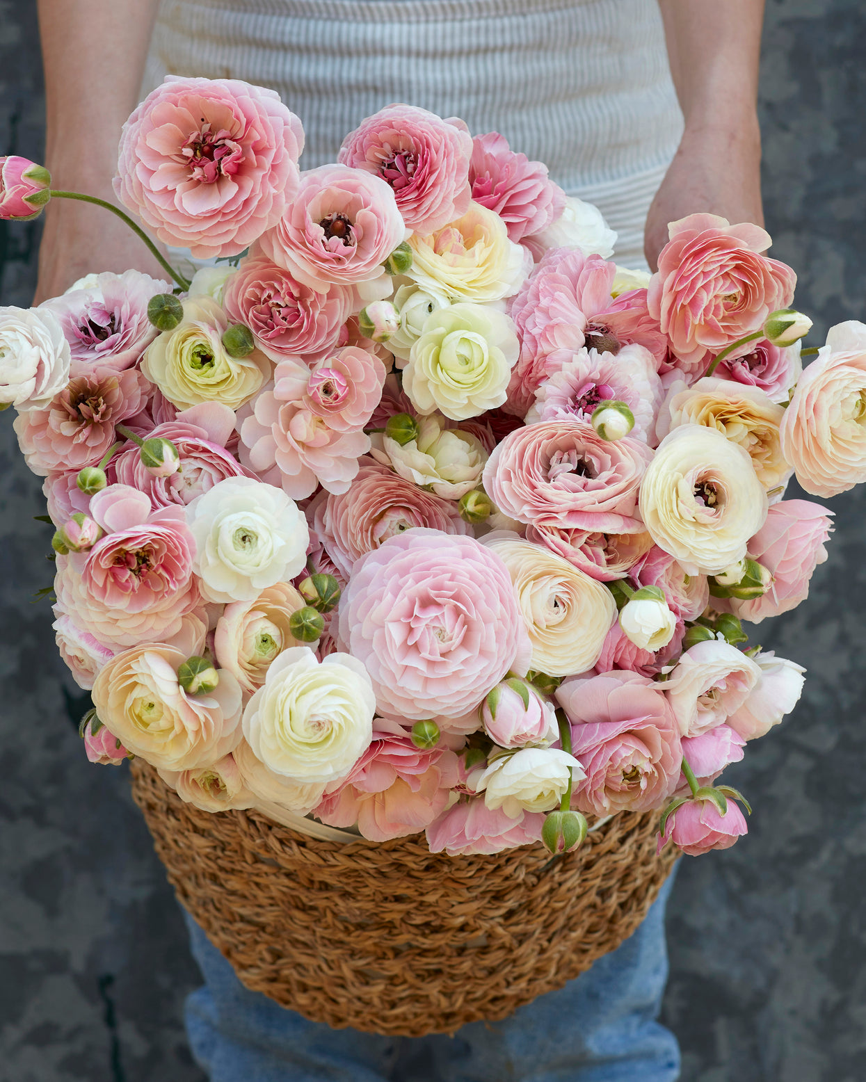 French Ranunculus 'Amandine Porcelaine' bulbs — Buy online at Farmer ...