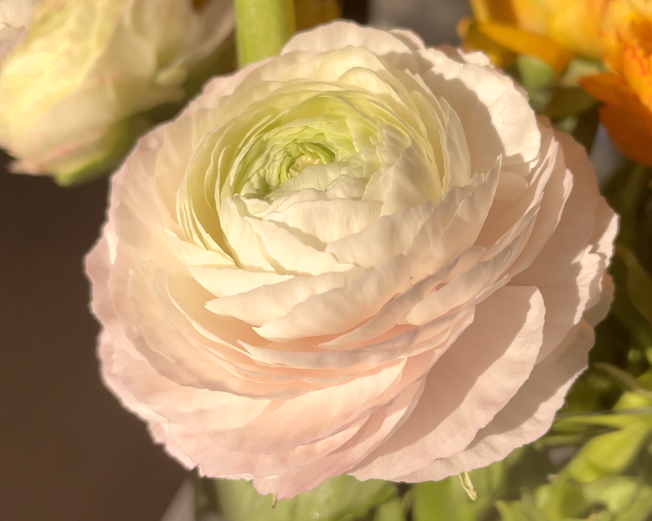 Italian Ranunculus Elegance® Pastello — Buy pastel—coloured Ranunculus ...