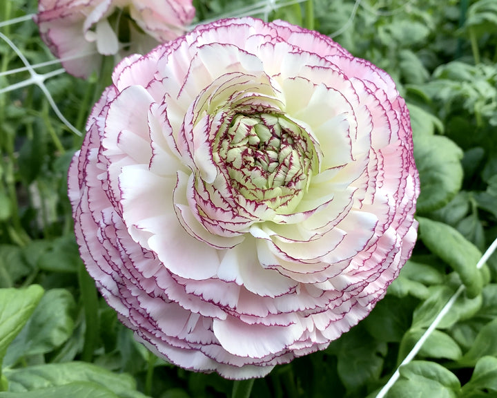 Italian Ranunculus 'Elegance® Striato Bianco' — Buy online at Farmer ...