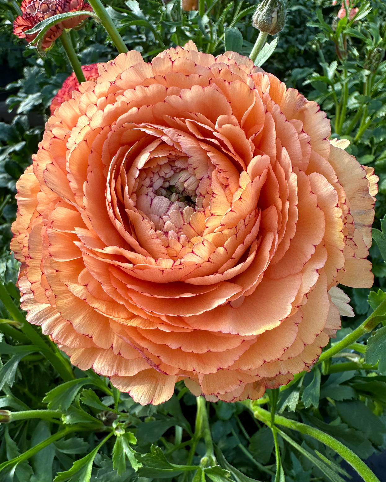 Italian Ranunculus 'Elegance® Pastello Striato' — Buy online at Farmer ...