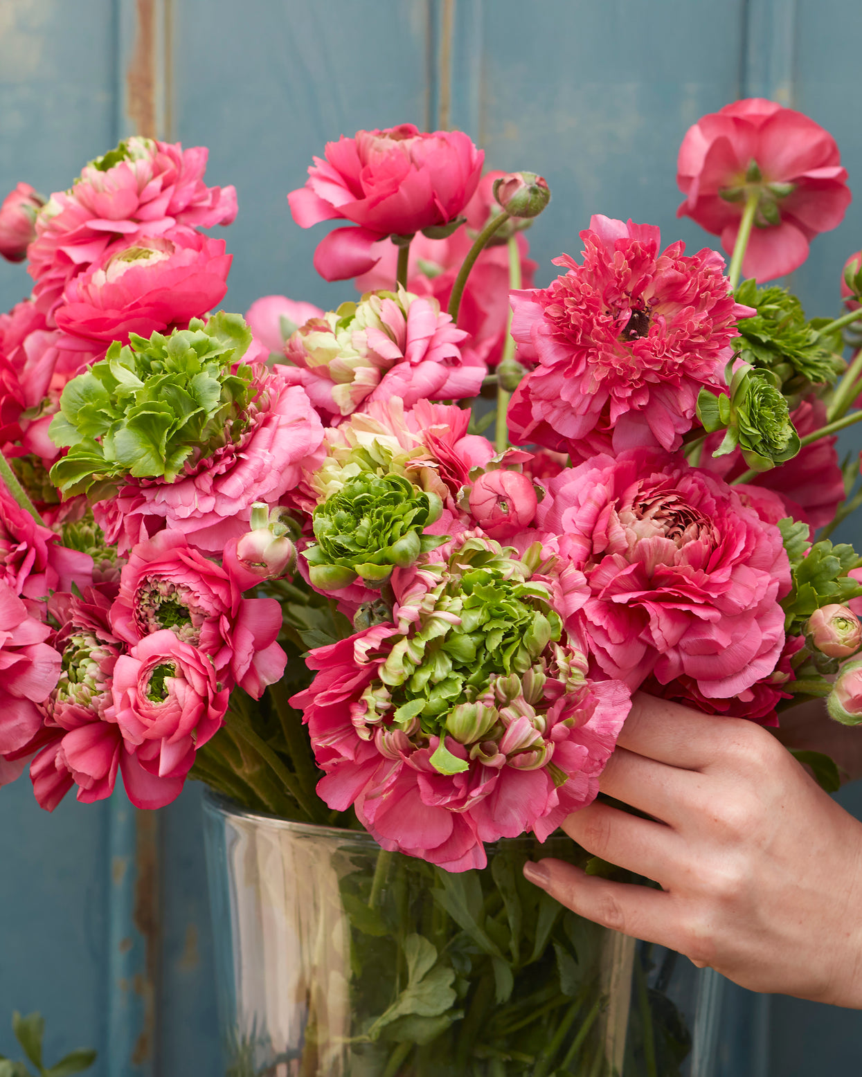 French Ranunculus 'Super Green Rose' bulbs | Buy online at Farmer Gracy UK