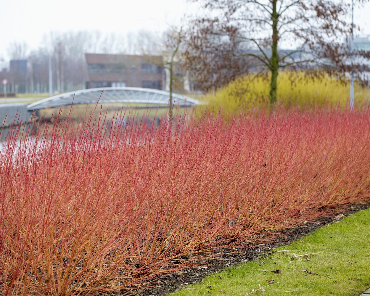 Cornus sanguinea 'Midwinter Fire' bare roots | Buy red dogwood online ...