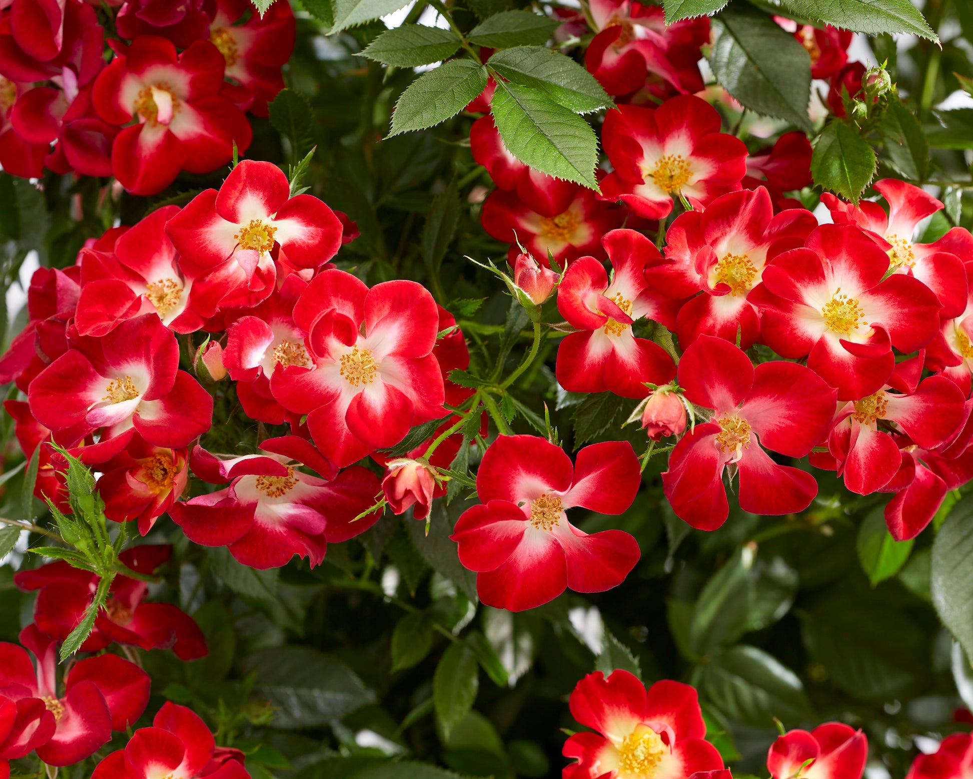 Rosa 'Everglow Ruby' bare roots | Buy red roses online at Farmer Gracy UK