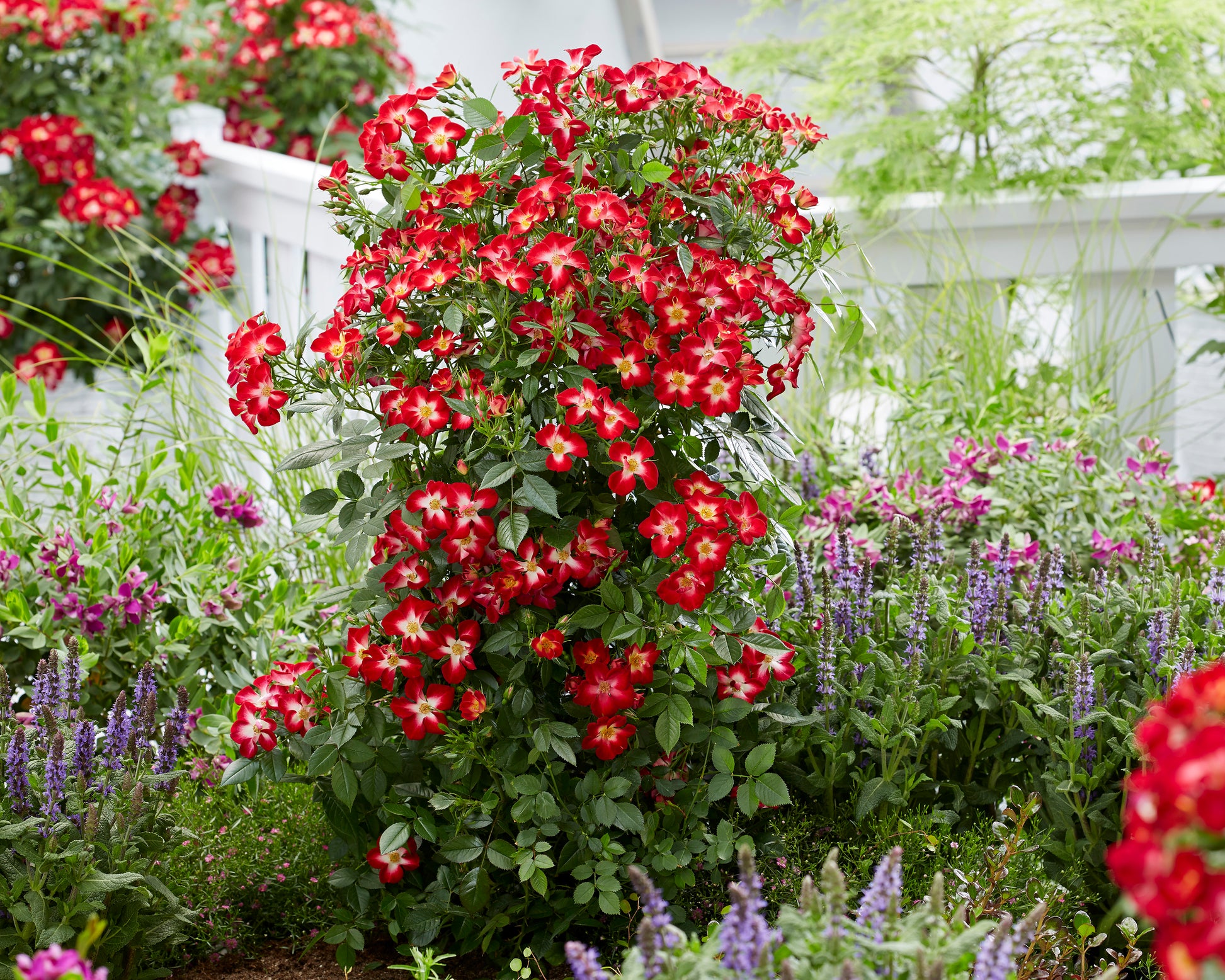 Rosa 'Everglow Ruby' bare roots — Buy red roses online at Farmer Gracy UK