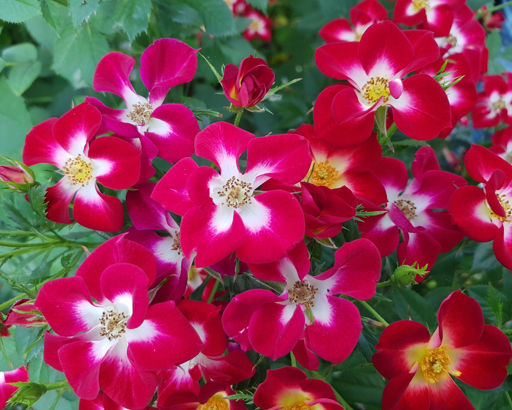 Rosa 'Everglow Ruby' bare roots — Buy red roses online at Farmer Gracy UK