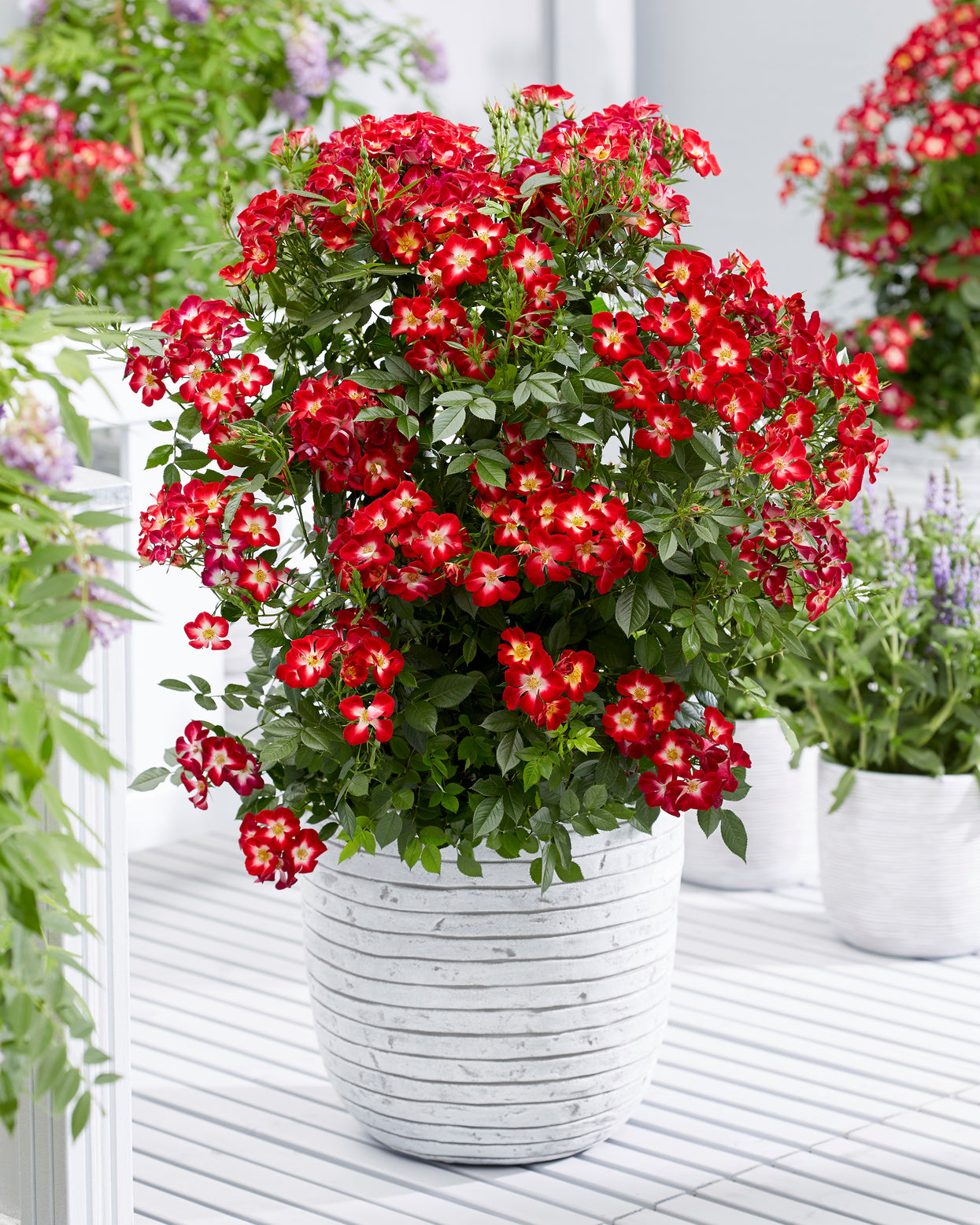 Rosa 'Everglow Ruby' bare roots — Buy red roses online at Farmer Gracy UK